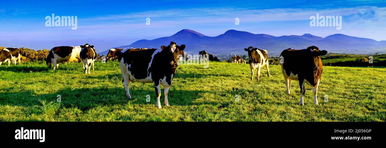 Mourne mountains cows hi-res stock photography and images - Alamy