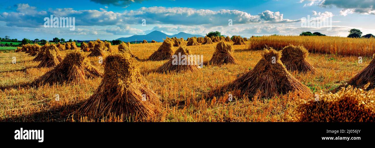 With a background of the Mourne Mountains Corn Stooks are left in the ...