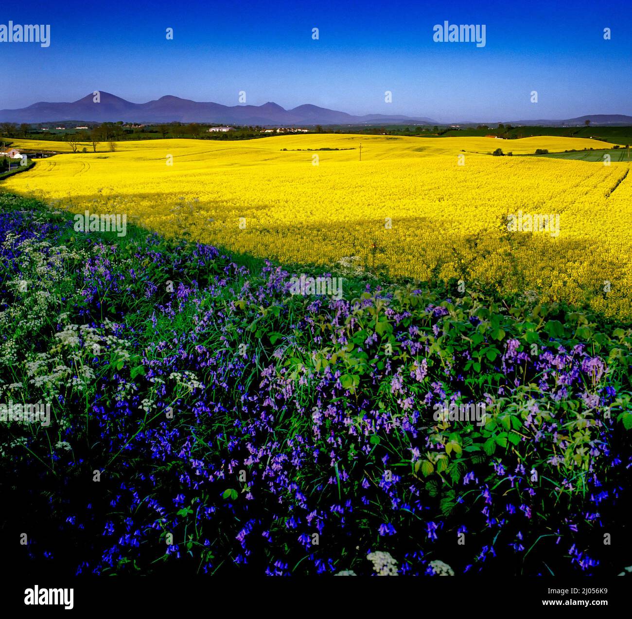 Rapeseed Field, Bluebells, Cow Parsley, Seaforde, Co. Down, Northern ...