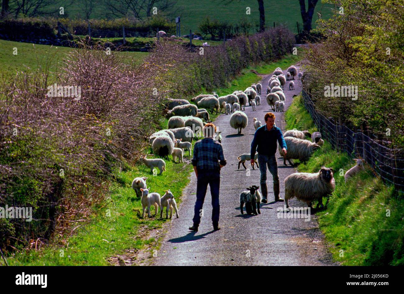 Two men directing sheep an Irish country road Stock Photo - Alamy