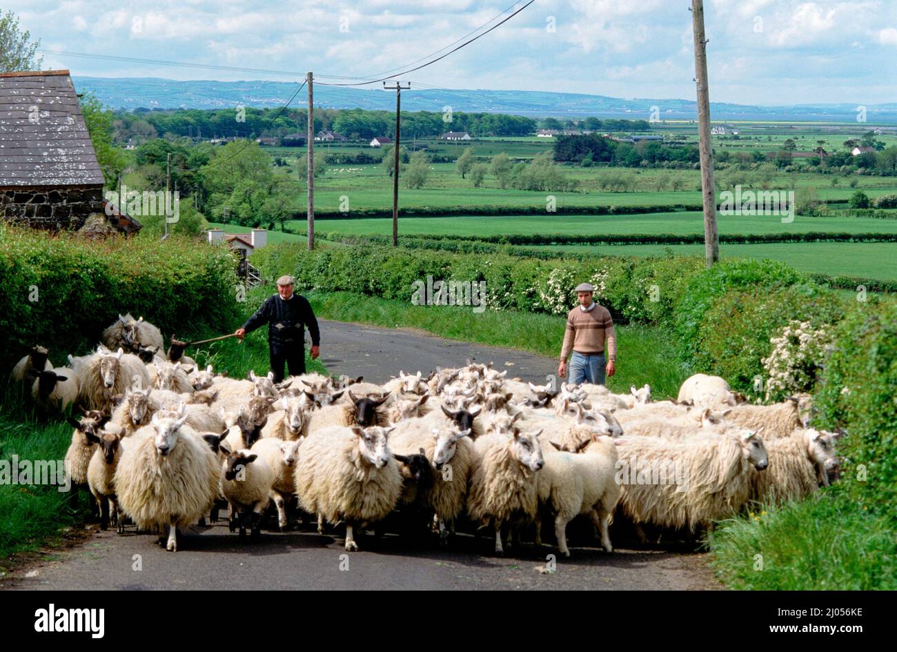 Two men directing sheep hi-res stock photography and images - Alamy