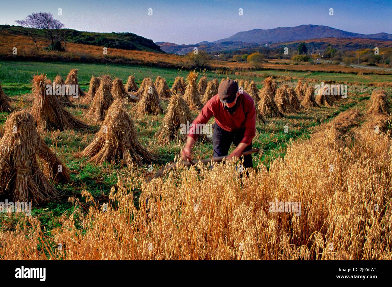 Traditional corn farming in County Donegal ,Ireland Stock Photo - Alamy