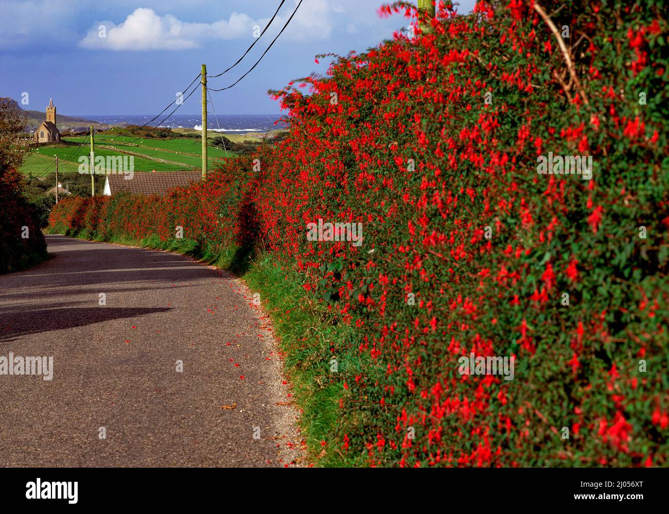 Fushia hedge at glencolombkille hi-res stock photography and images - Alamy