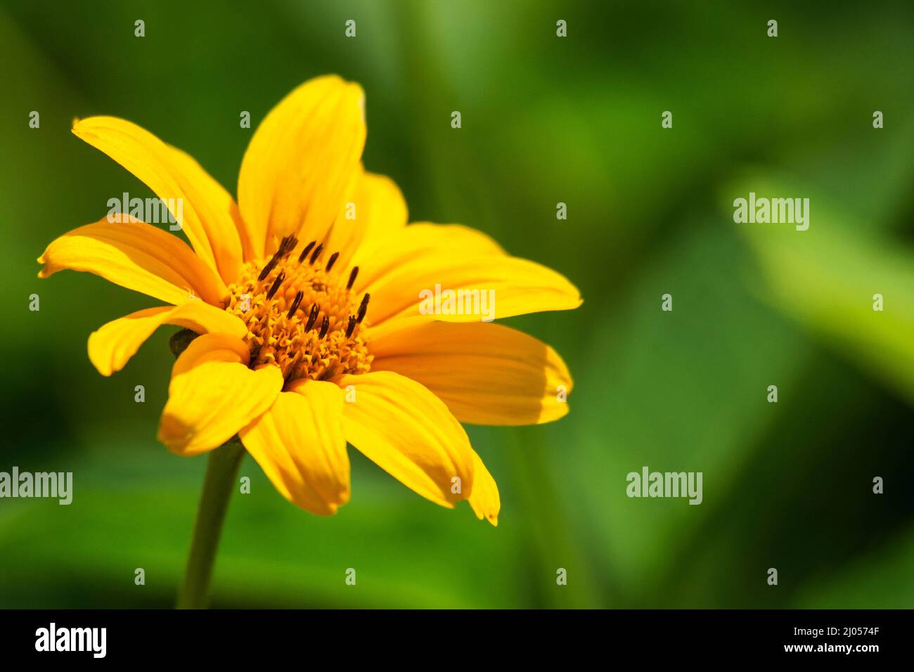 Side view of a false sunflower Stock Photo - Alamy