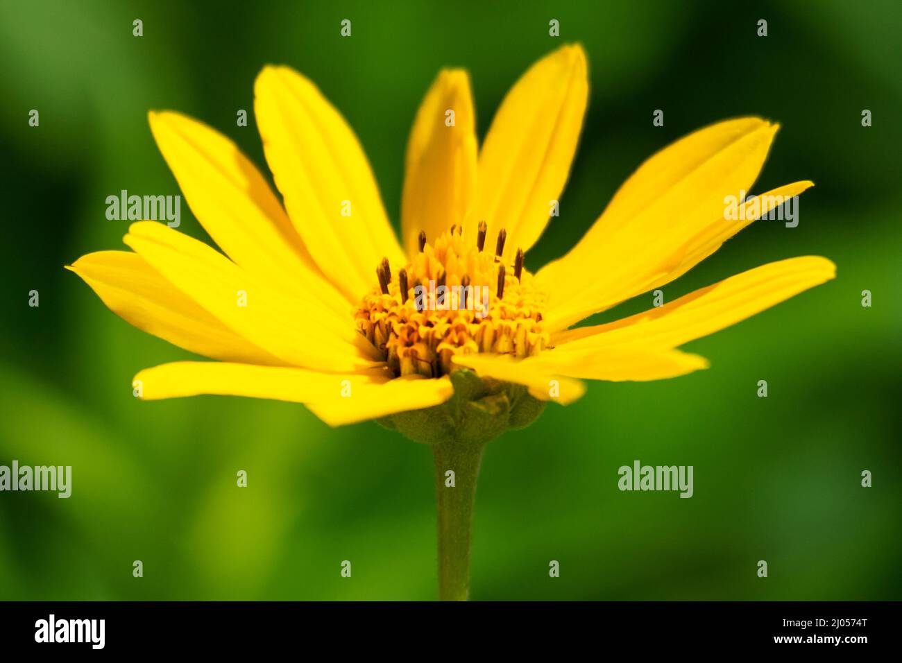 Side view of False Sunflower Stock Photo - Alamy