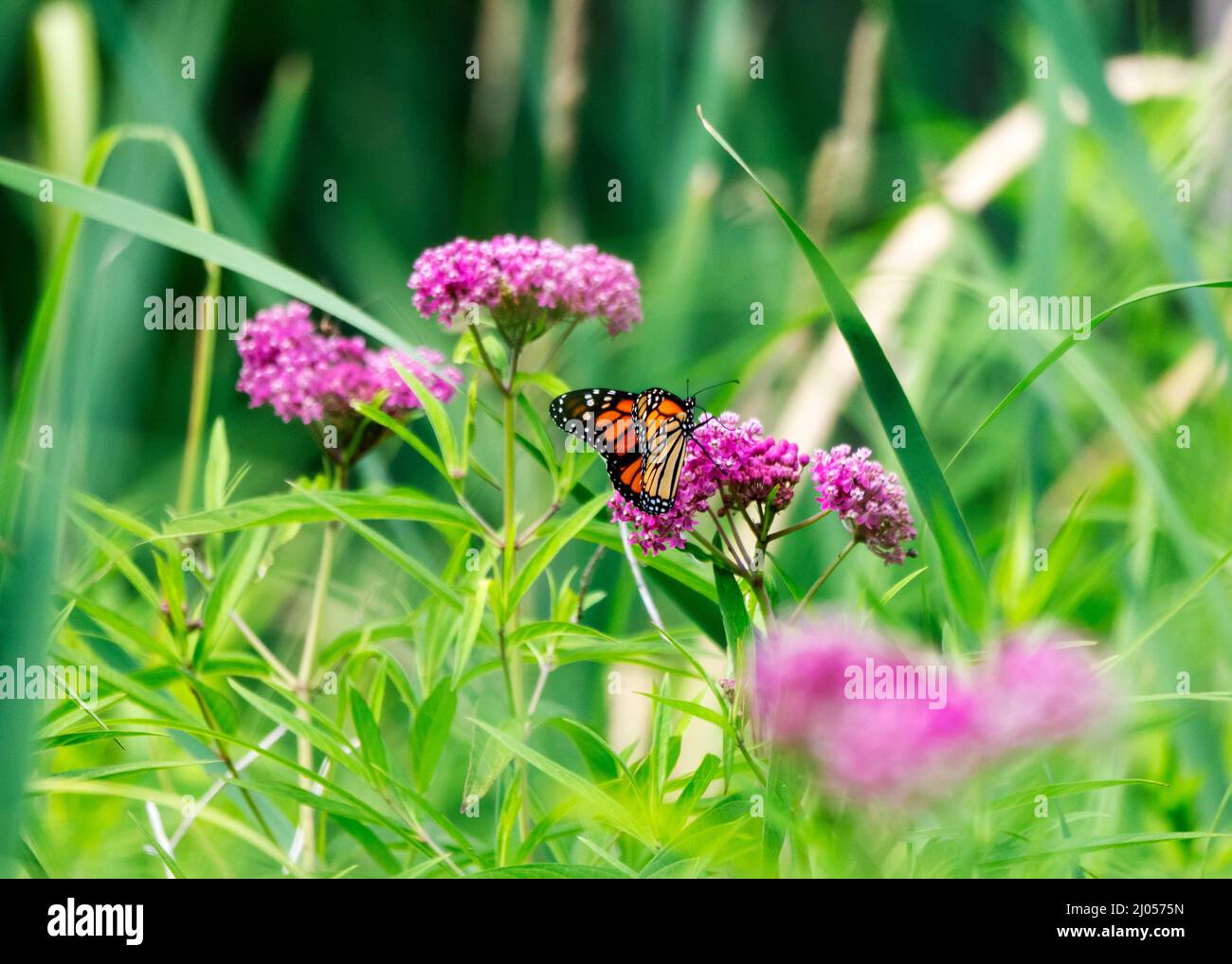 A monarch butterfly is perched on swamp milkweed blooms Stock Photo - Alamy