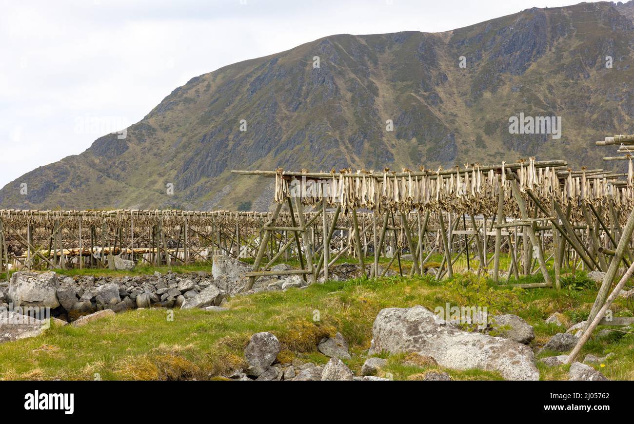 Cod fish drying on traditional wooden racks in the sun in Lofoten ...
