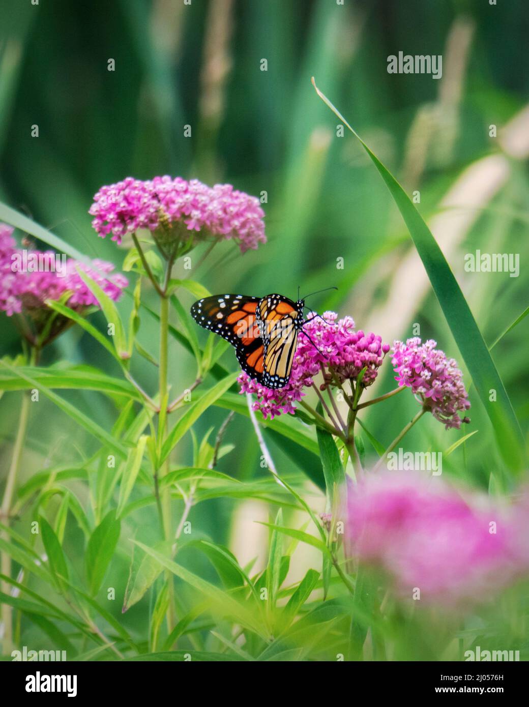 Monarch butterfly milkweed hi-res stock photography and images - Alamy