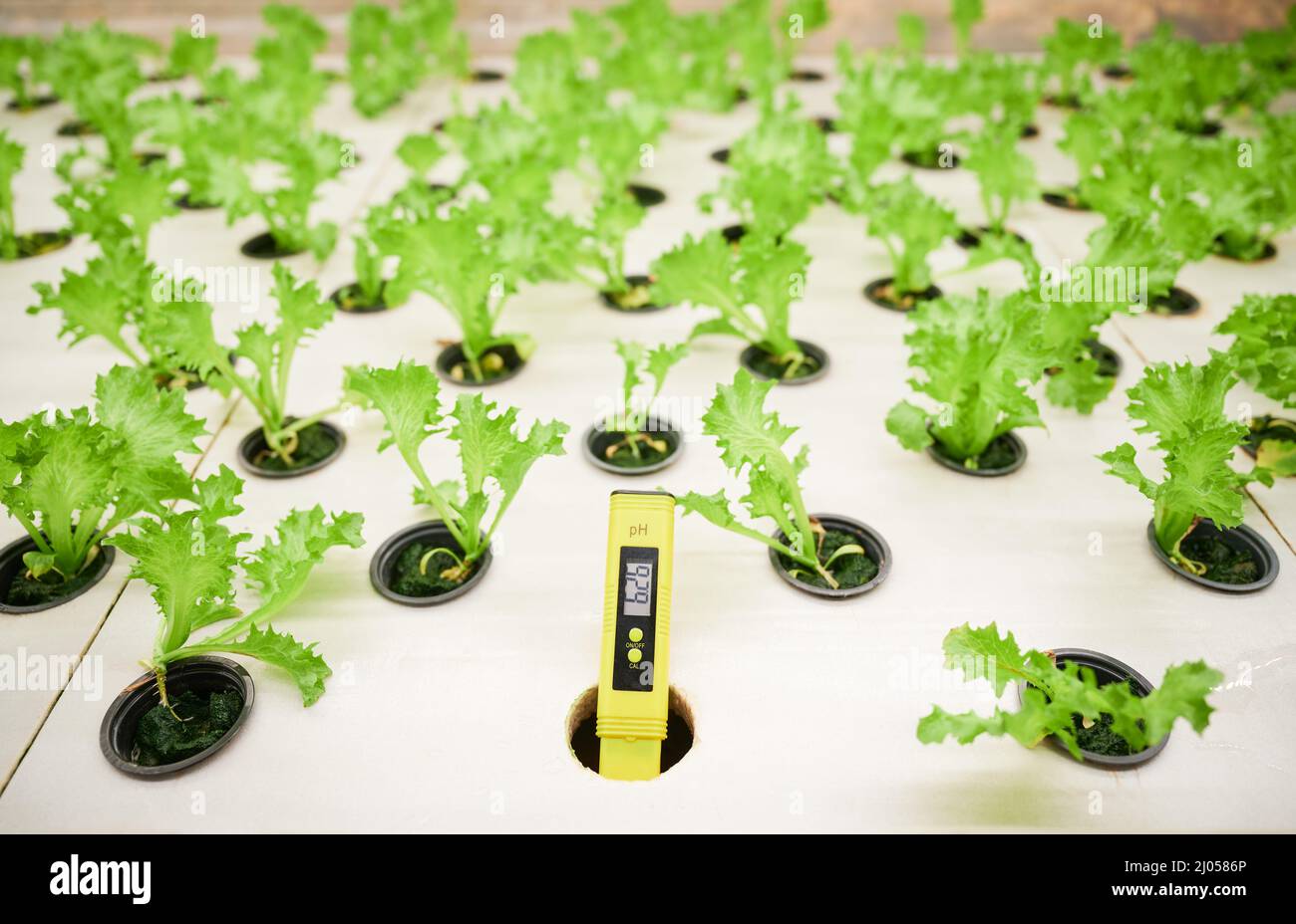 Close up of pH digital analyzer device and plant seedlings in cells of ...
