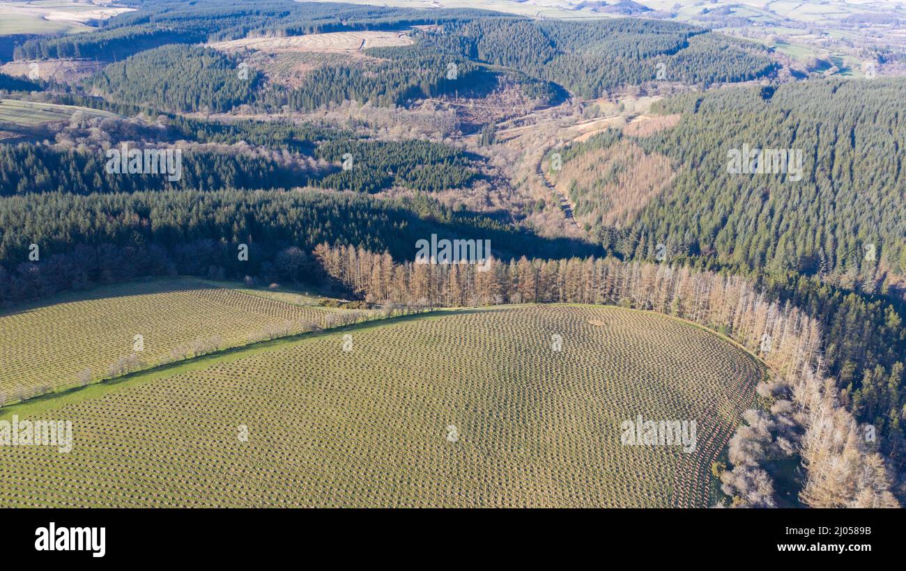 Aerial view of upland Banc farm in The Brechfa Forest being prepared ...