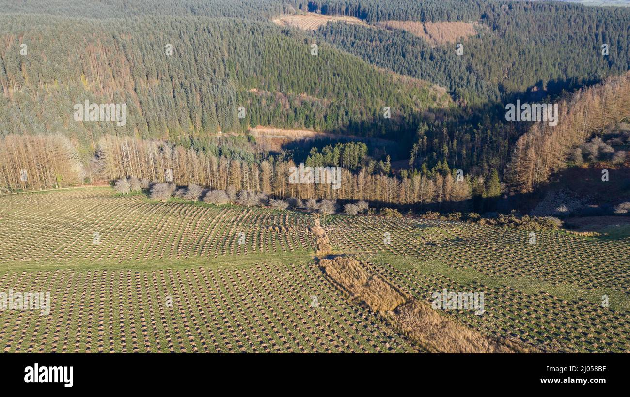 Aerial view of upland Banc farm in The Brechfa Forest being prepared ...