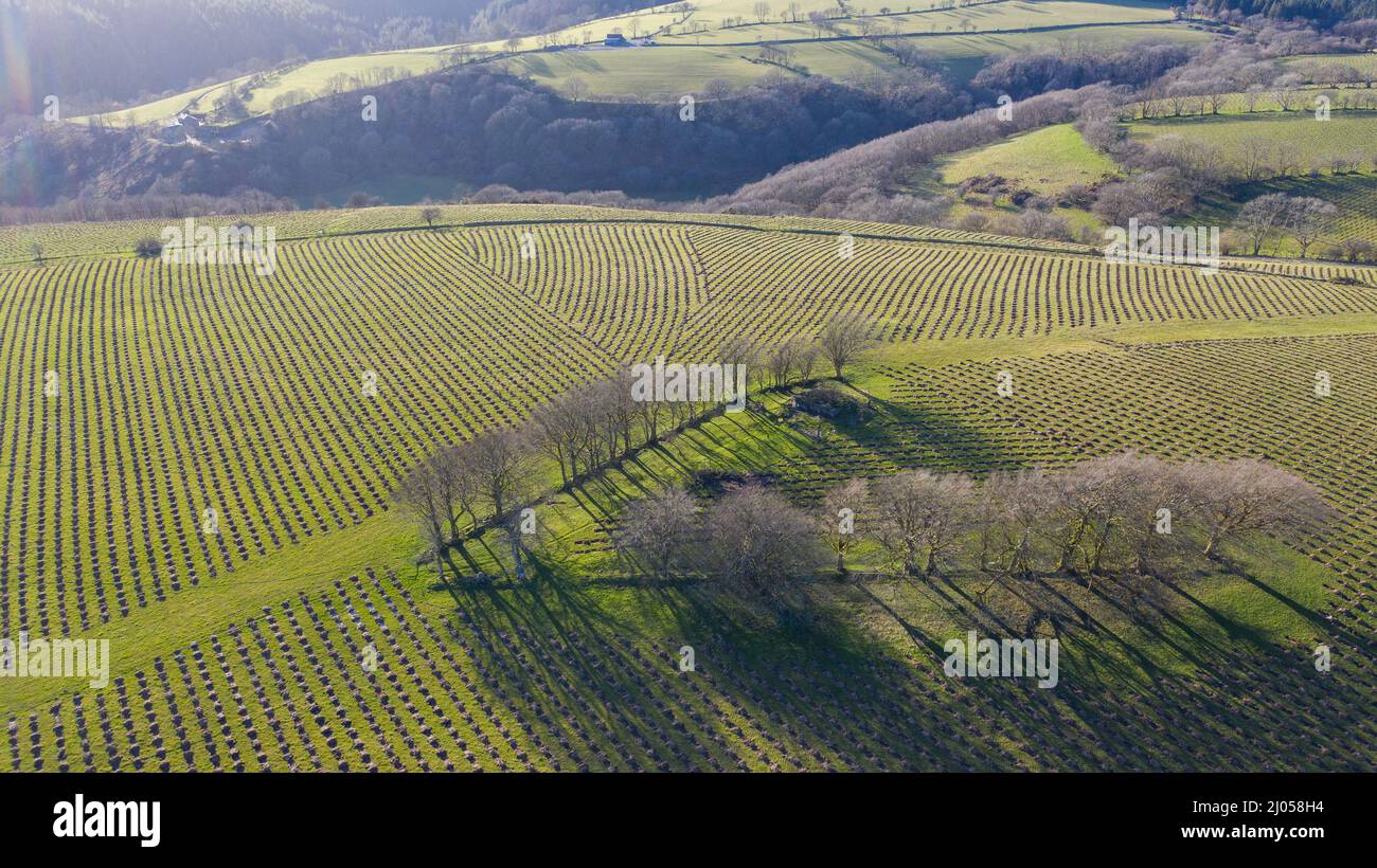 Aerial view of upland Banc farm in The Brechfa Forest being prepared ...