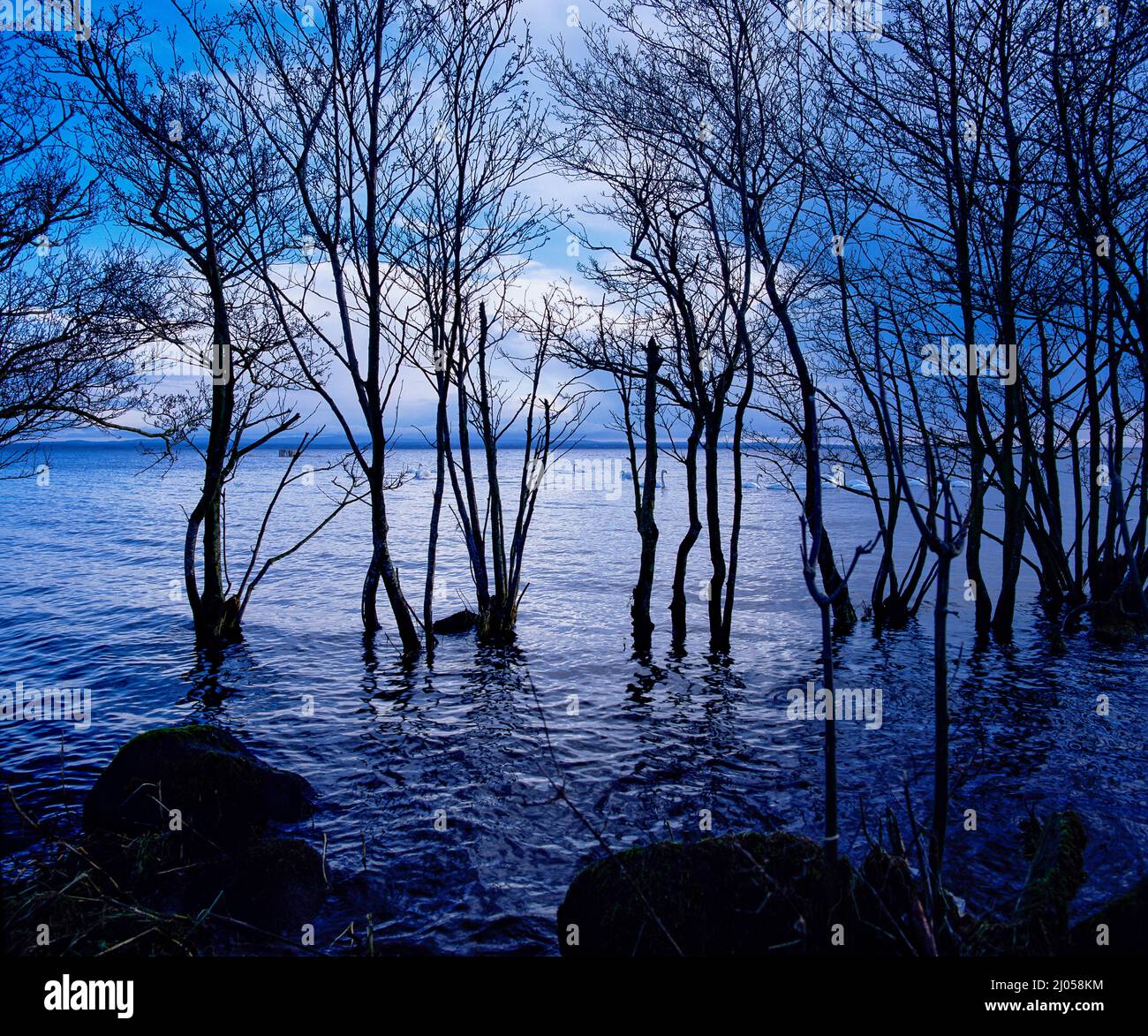 Trees growing out of a overflowing lake home to a flock of swans Stock ...