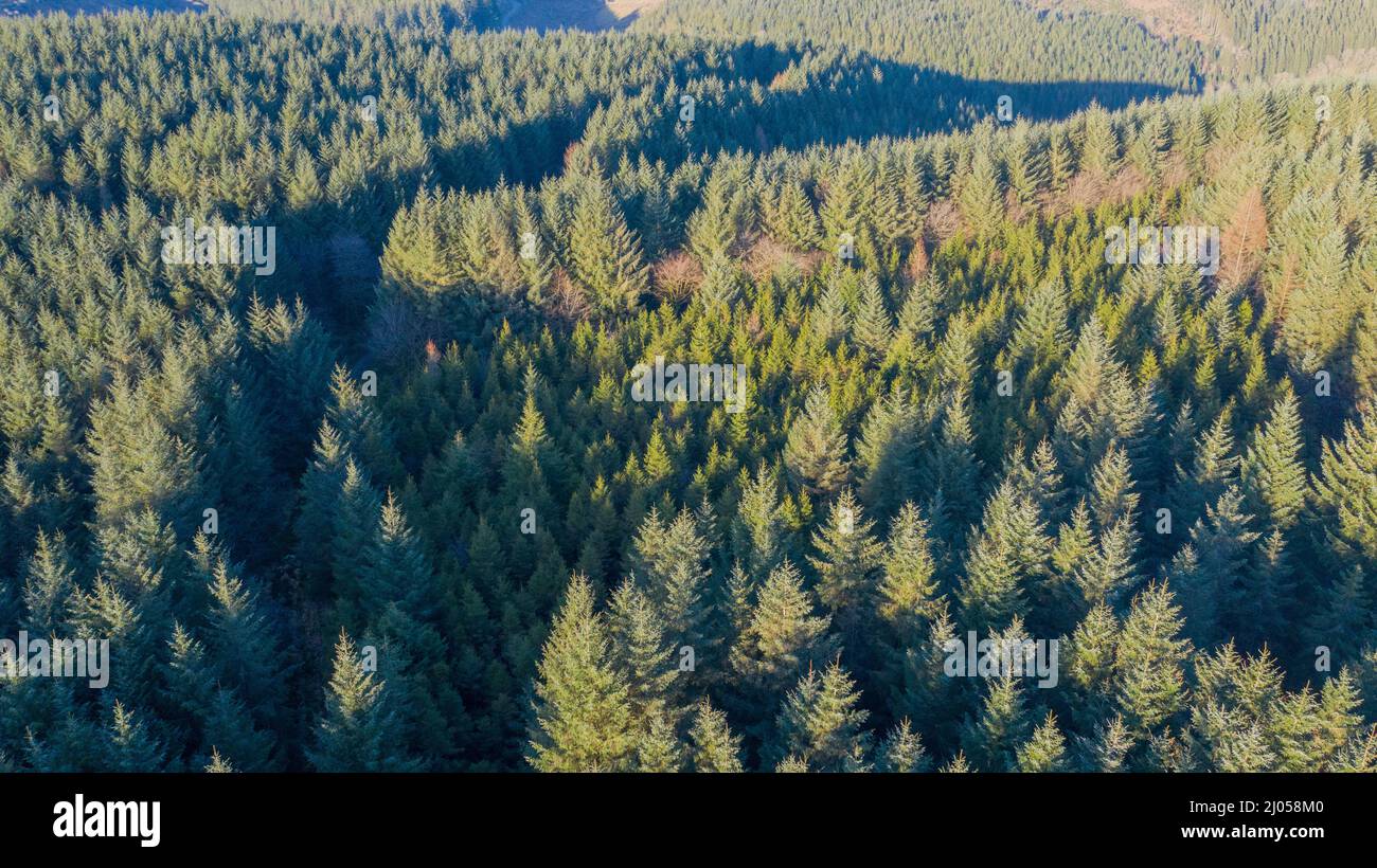 Aerial view of sitka spruce plantation, Brechfa Forest Stock Photo - Alamy