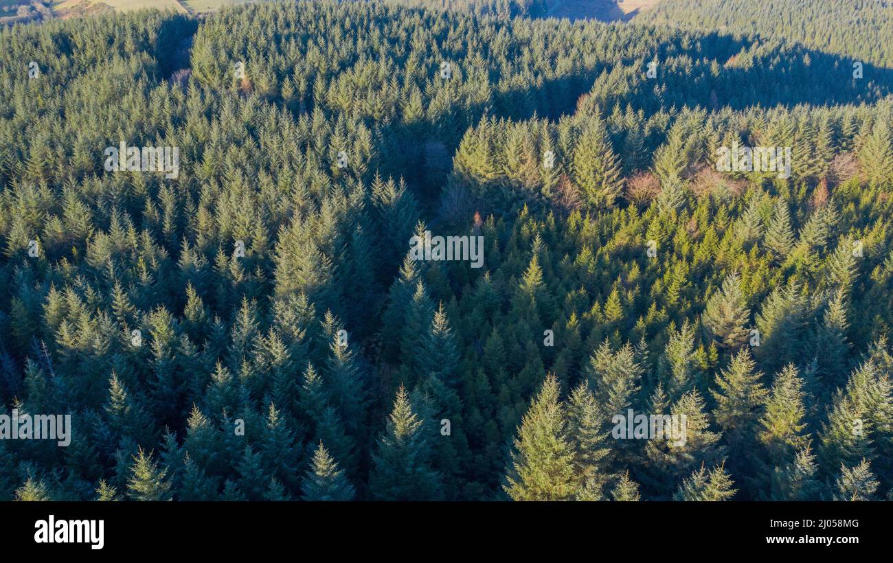 Aerial view of sitka spruce plantation, Brechfa Forest Stock Photo - Alamy