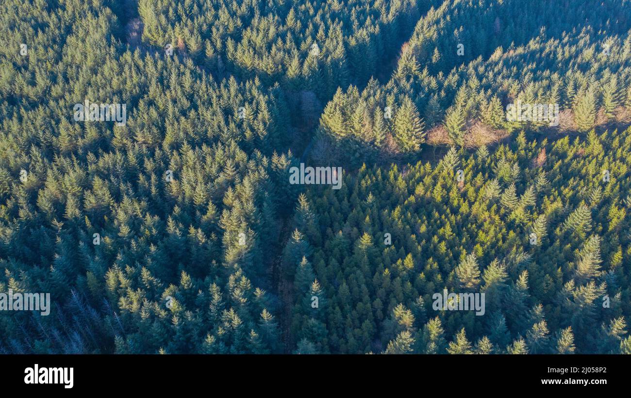 Aerial view of sitka spruce plantation, Brechfa Forest Stock Photo - Alamy