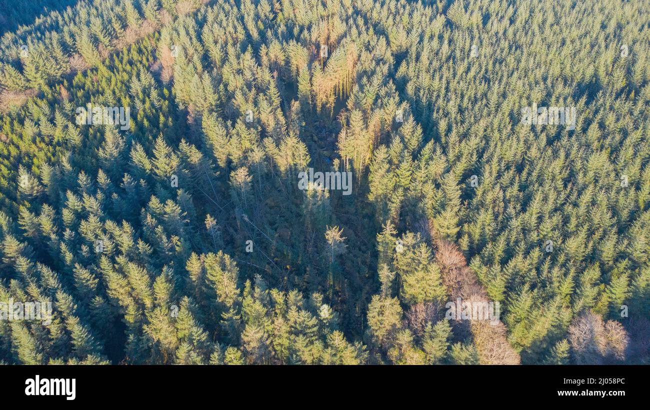 Aerial view of sitka spruce plantation, Brechfa Forest Stock Photo - Alamy