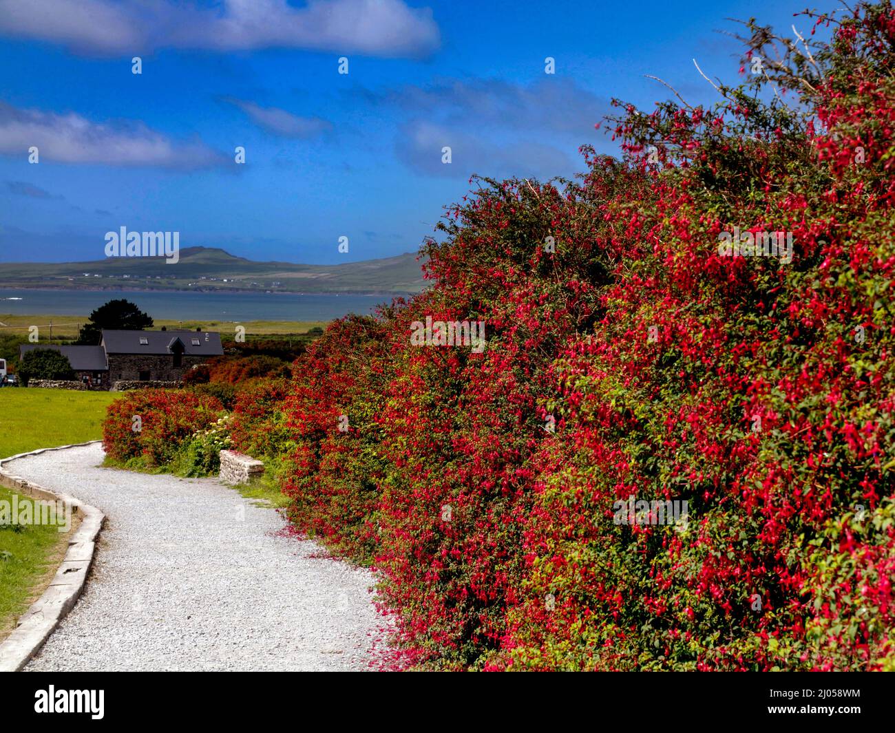 Fuchsia Hedge at Gallarus Oratory, Dingle, County Kerry, Ireland Stock ...