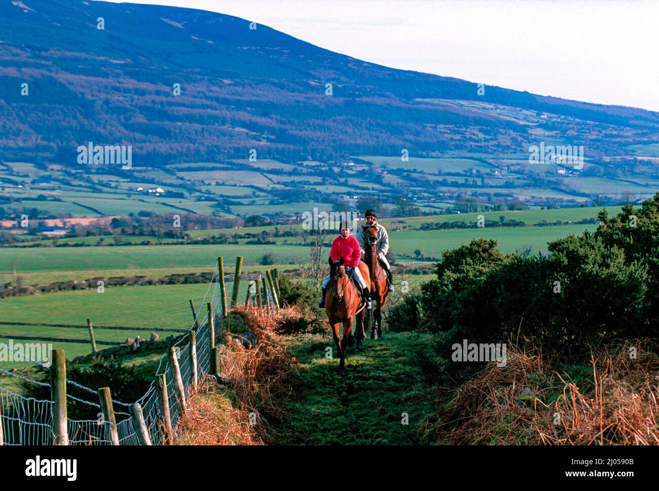 Two horses walk under Slieve Gullion in County Armagh, Northern Ireland ...