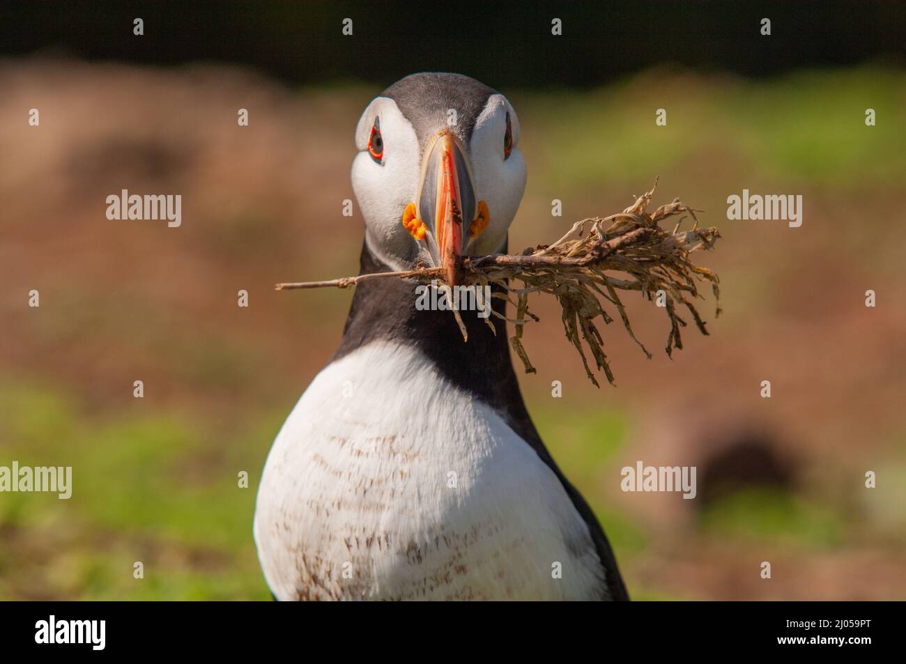 Puffin collecting nest material in beak, Skomer Island, Pembrokeshire ...