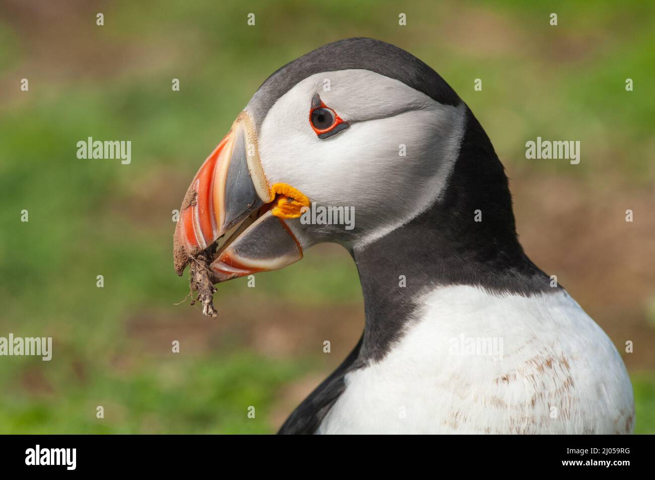 Puffin collecting nest material in beak, Skomer Island, Pembrokeshire ...