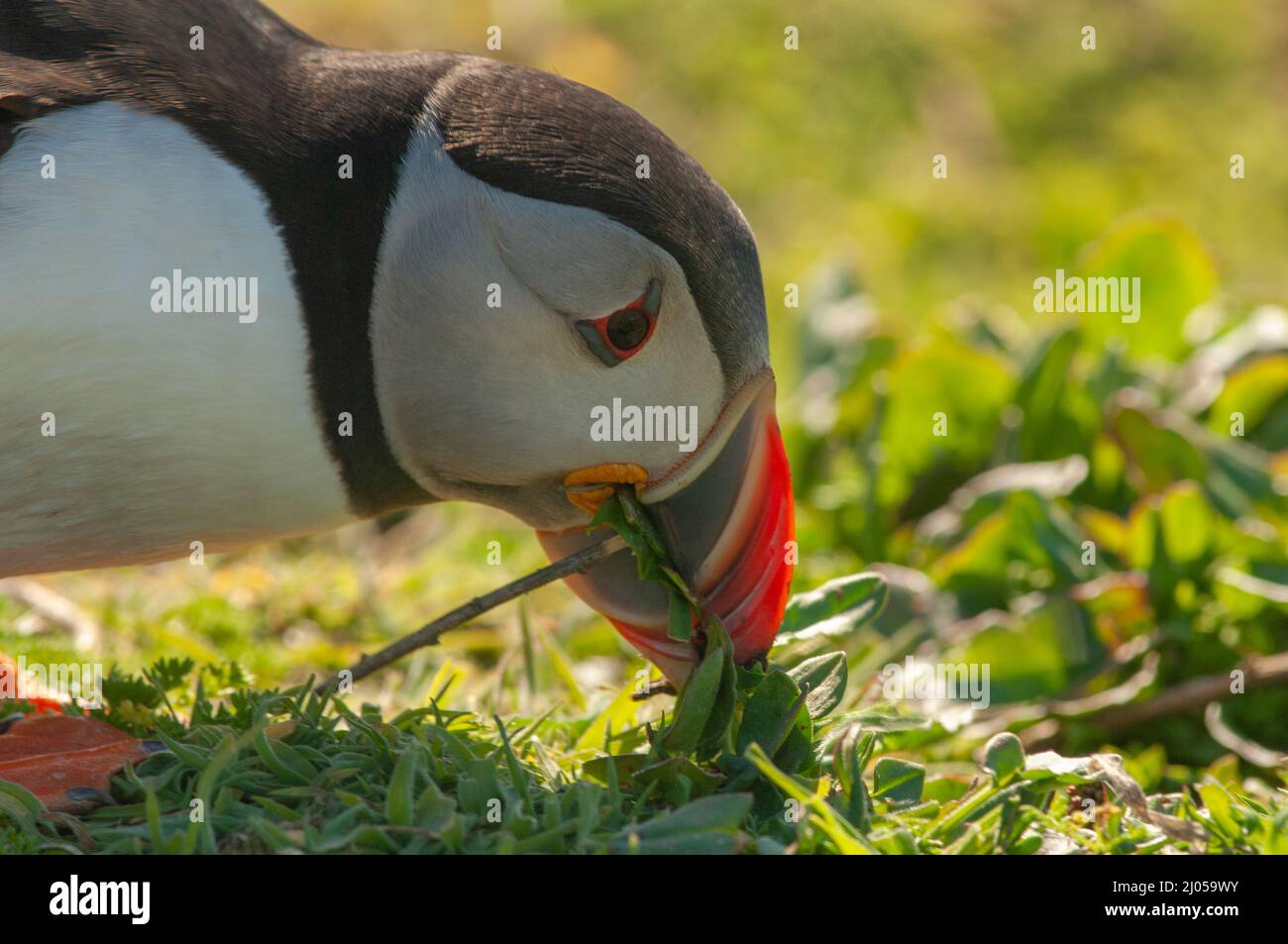 Puffin collecting nest material in beak, Skomer Island, Pembrokeshire ...