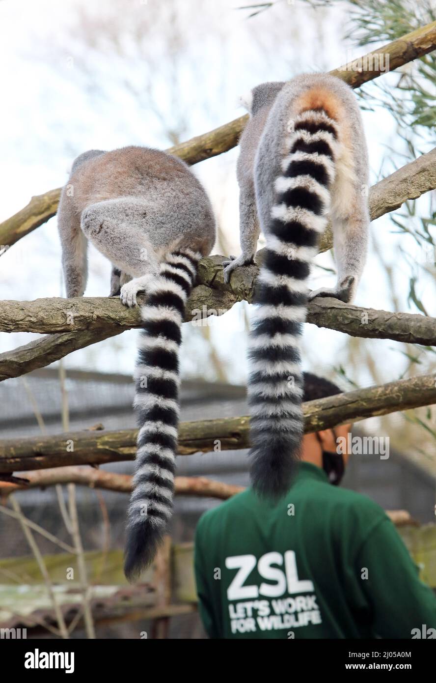 Ring-tailed lemurs in their enclosure in London Zoo, Regents Park, UK ...