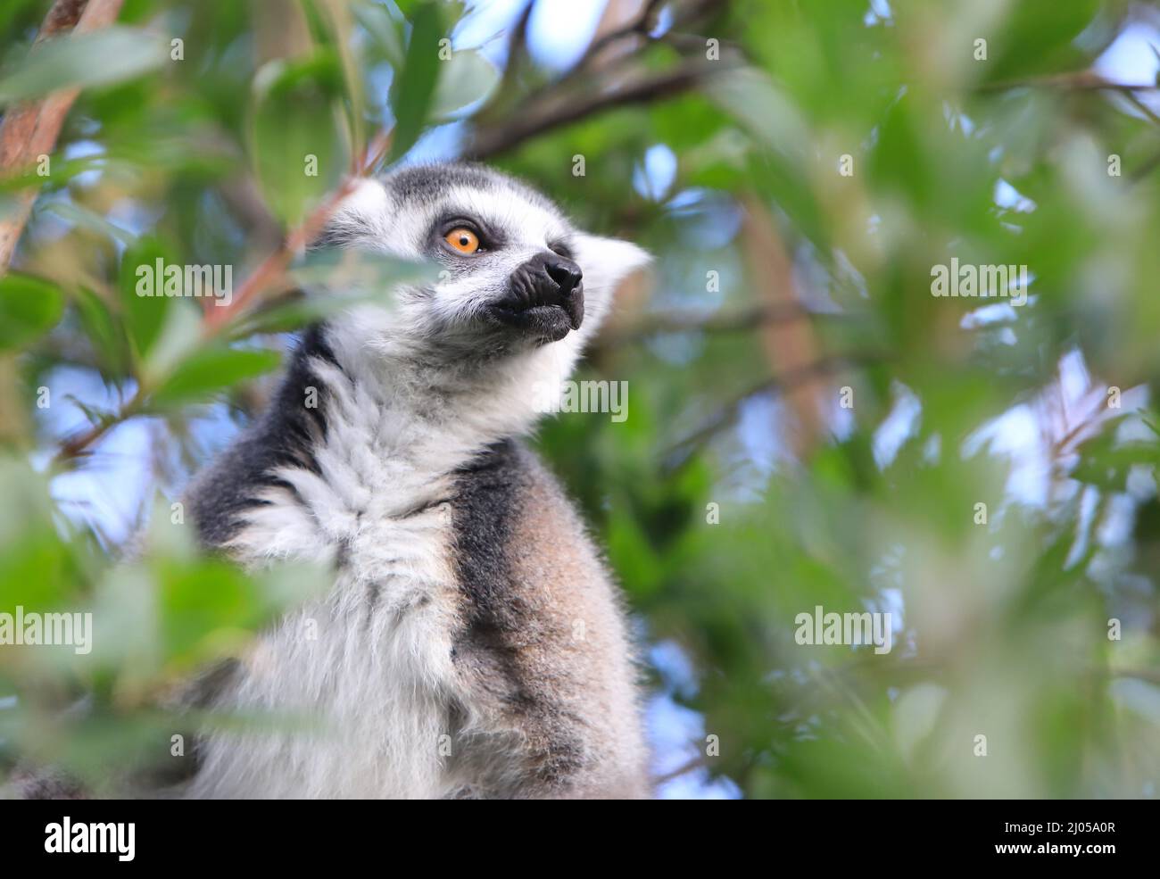 Ring-tailed lemurs in their enclosure in London Zoo, Regents Park, UK ...
