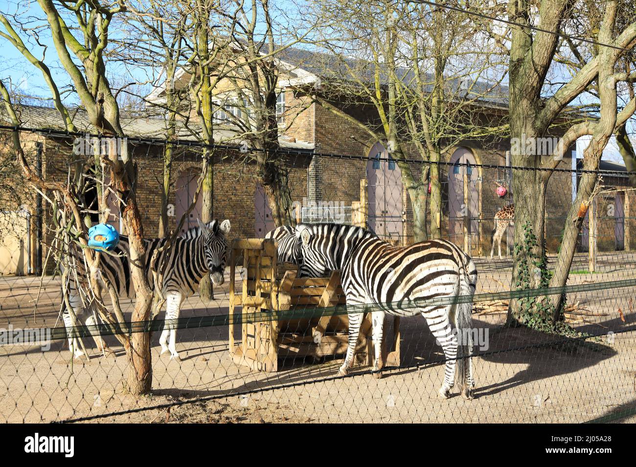 Zebra in zoo enclosure hi-res stock photography and images - Alamy