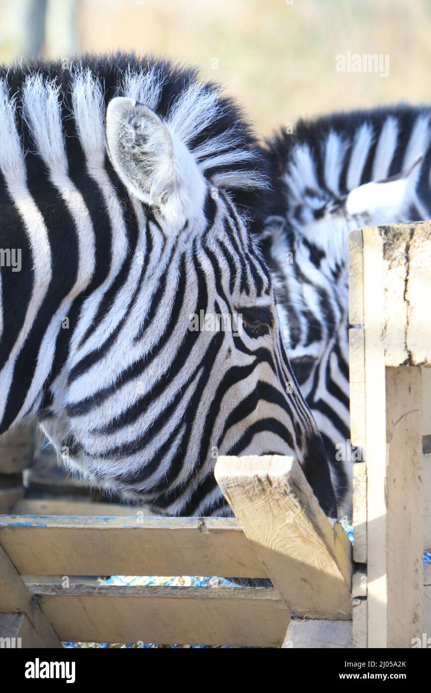 Zebra in zoo enclosure hi-res stock photography and images - Alamy