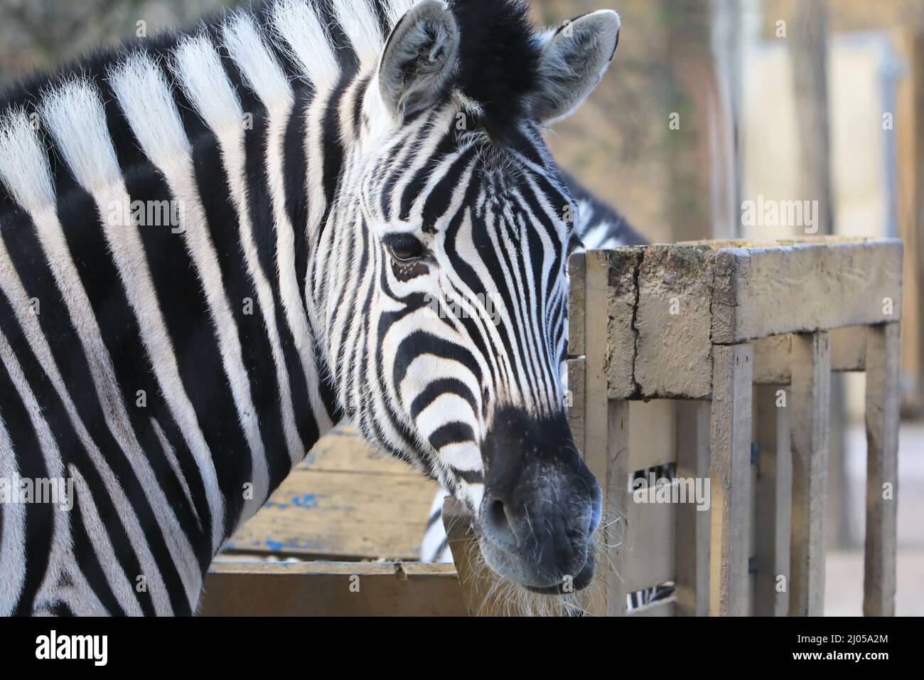 Zebras feeding in their enclosure at London Zoo, UK Stock Photo - Alamy