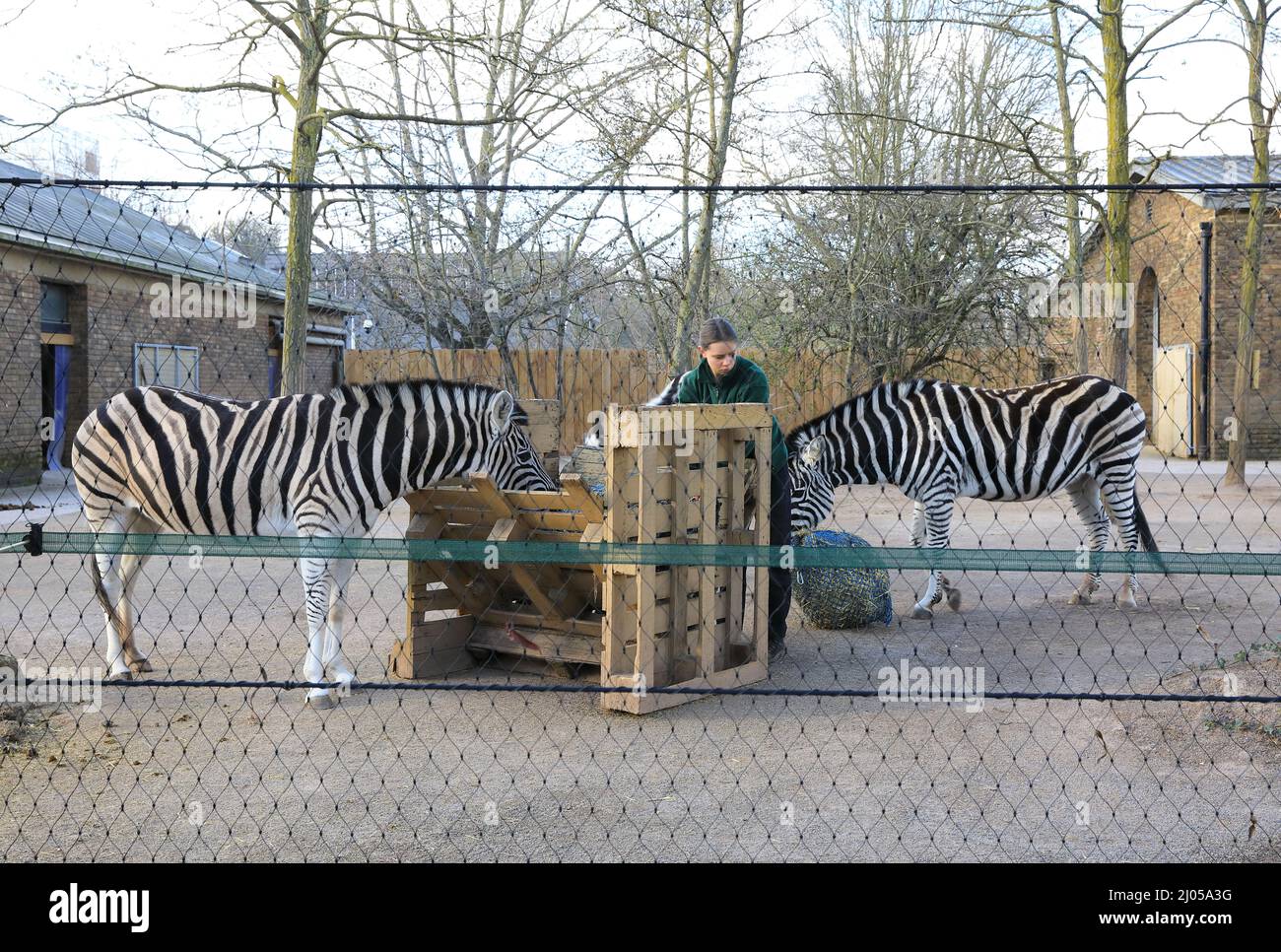 Zebras feeding in their enclosure at London Zoo, UK Stock Photo - Alamy