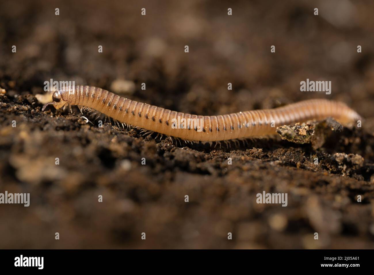 Closeup of a worm on a ground Stock Photo - Alamy