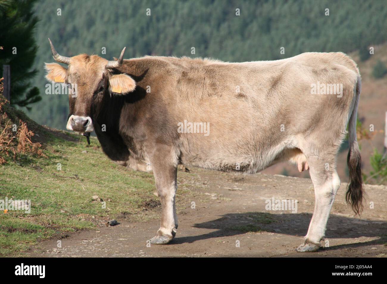 Brown cow standing on a path with a blurred background Stock Photo - Alamy