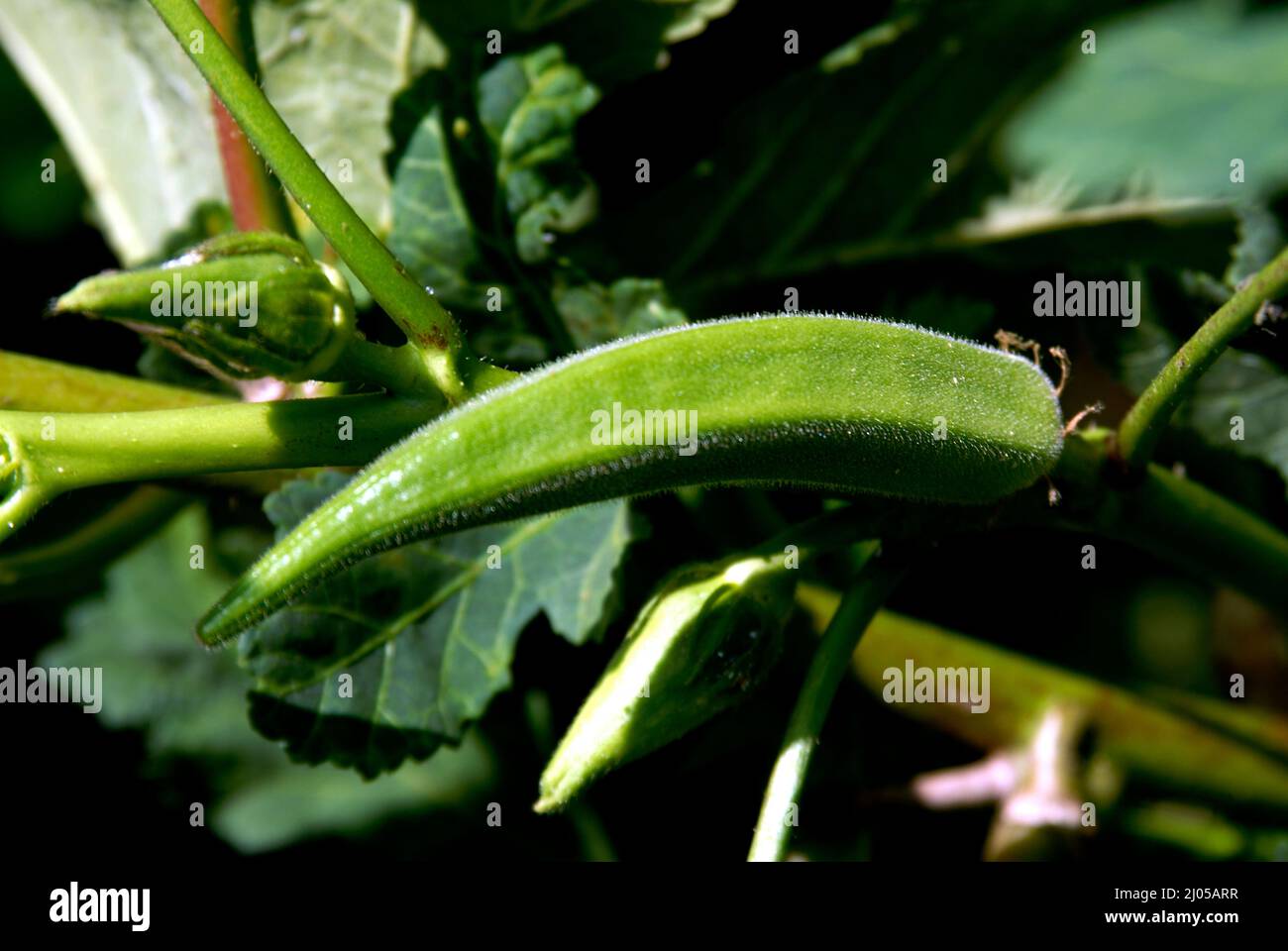 India Sep. 20 2009 Close up of fresh Bhindi, Lady Fingers, Okra green ...