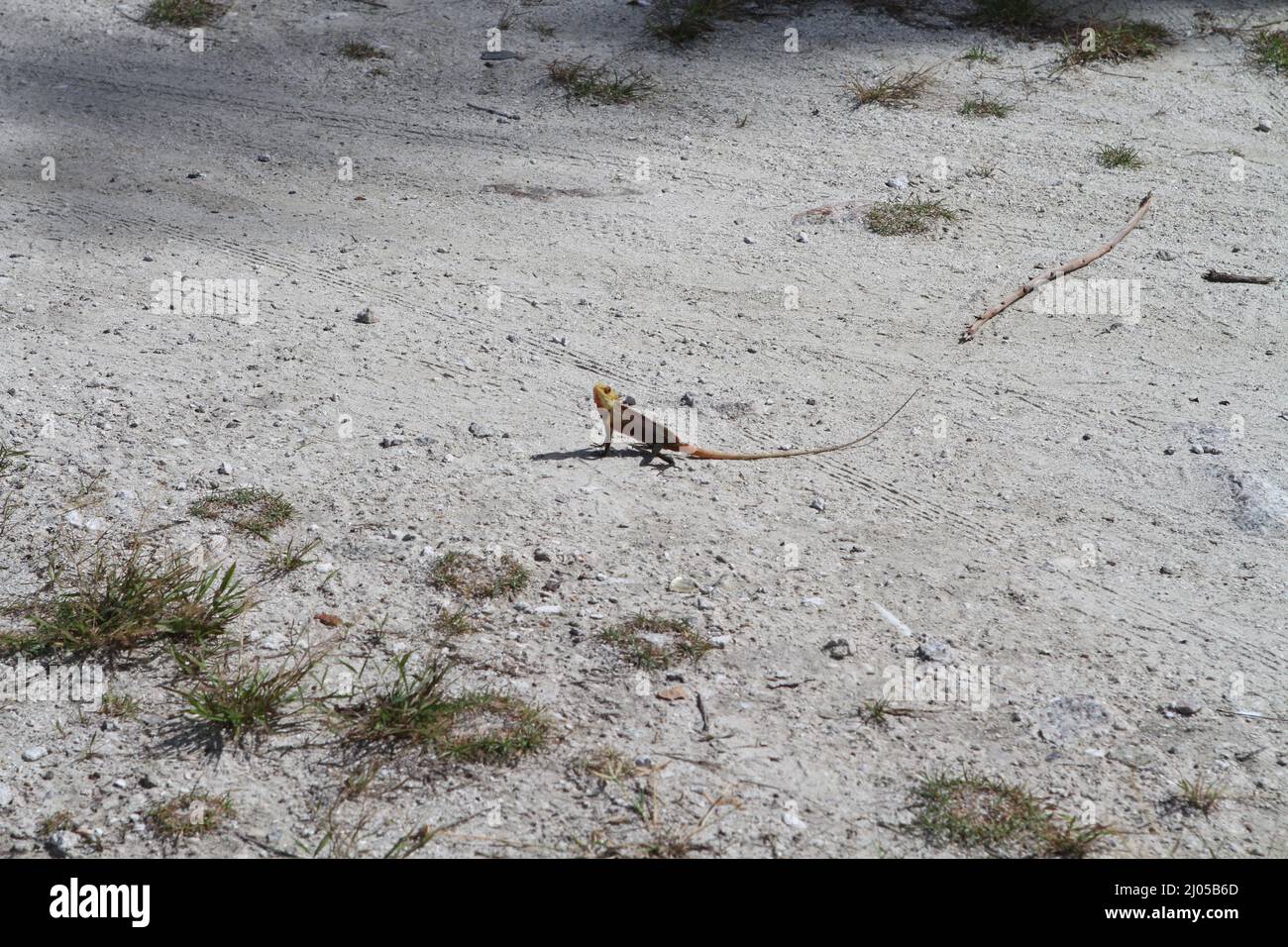 Agamid lizard on the beach in Maldives Stock Photo - Alamy