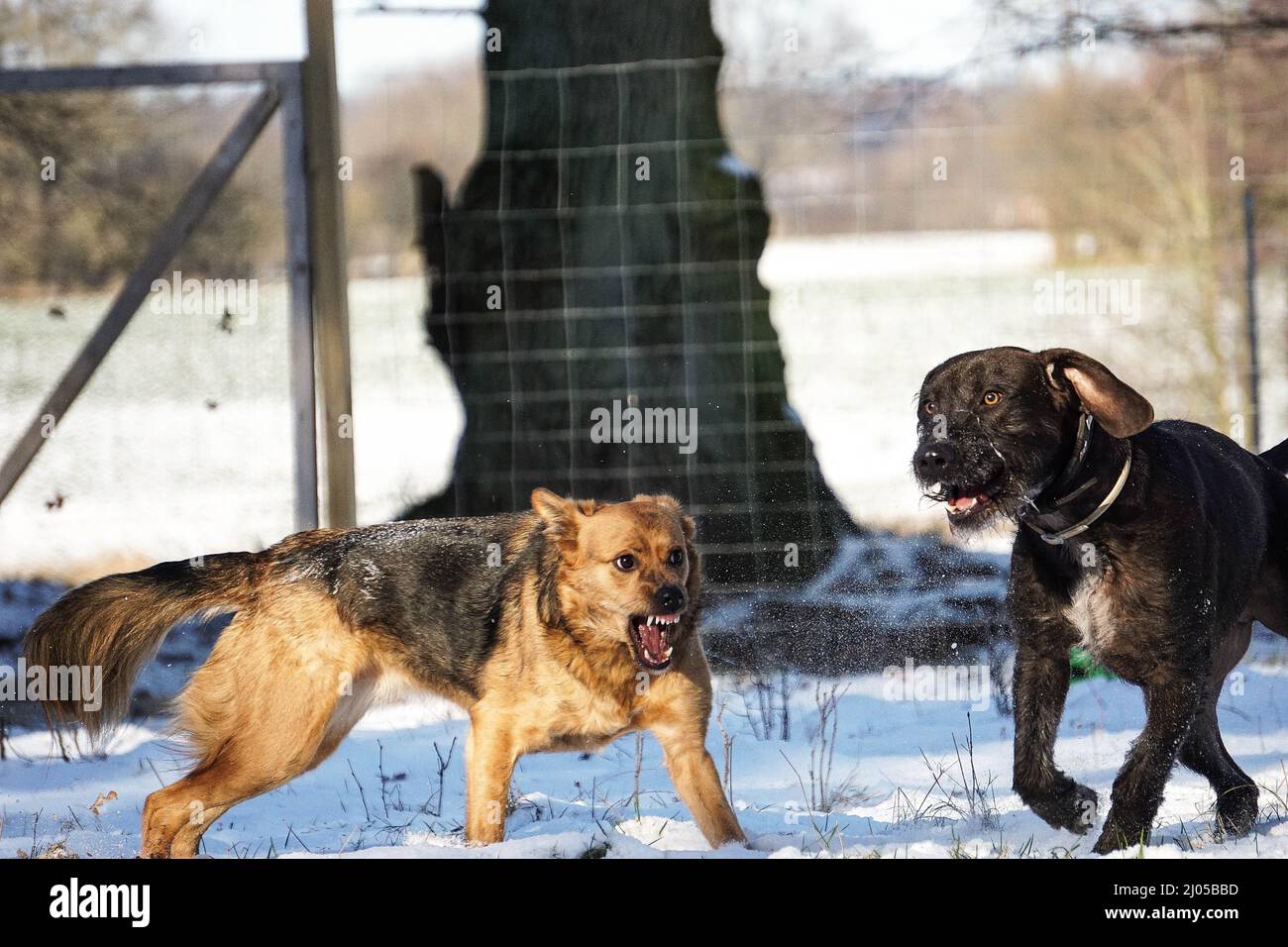 Big angry dogs fighting and barking in a snowy yard with a metal woven ...