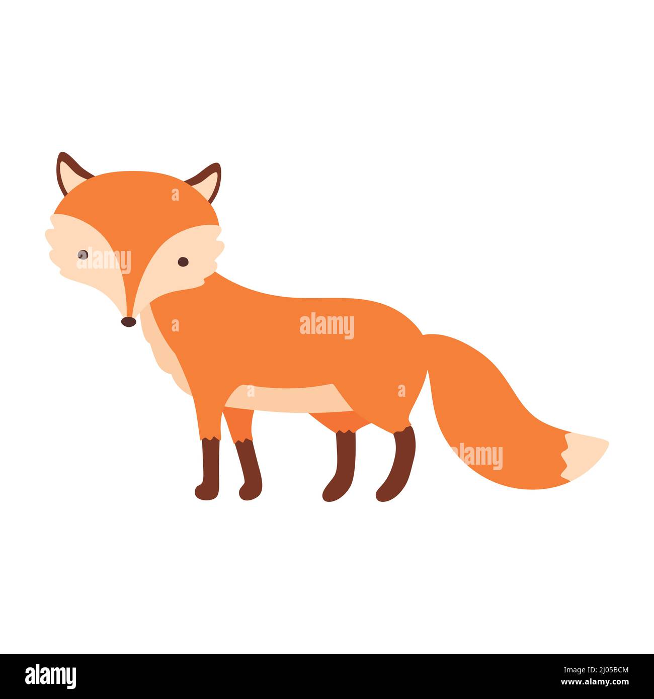 Standing fox isolated on a white background. Body side view, head in ...