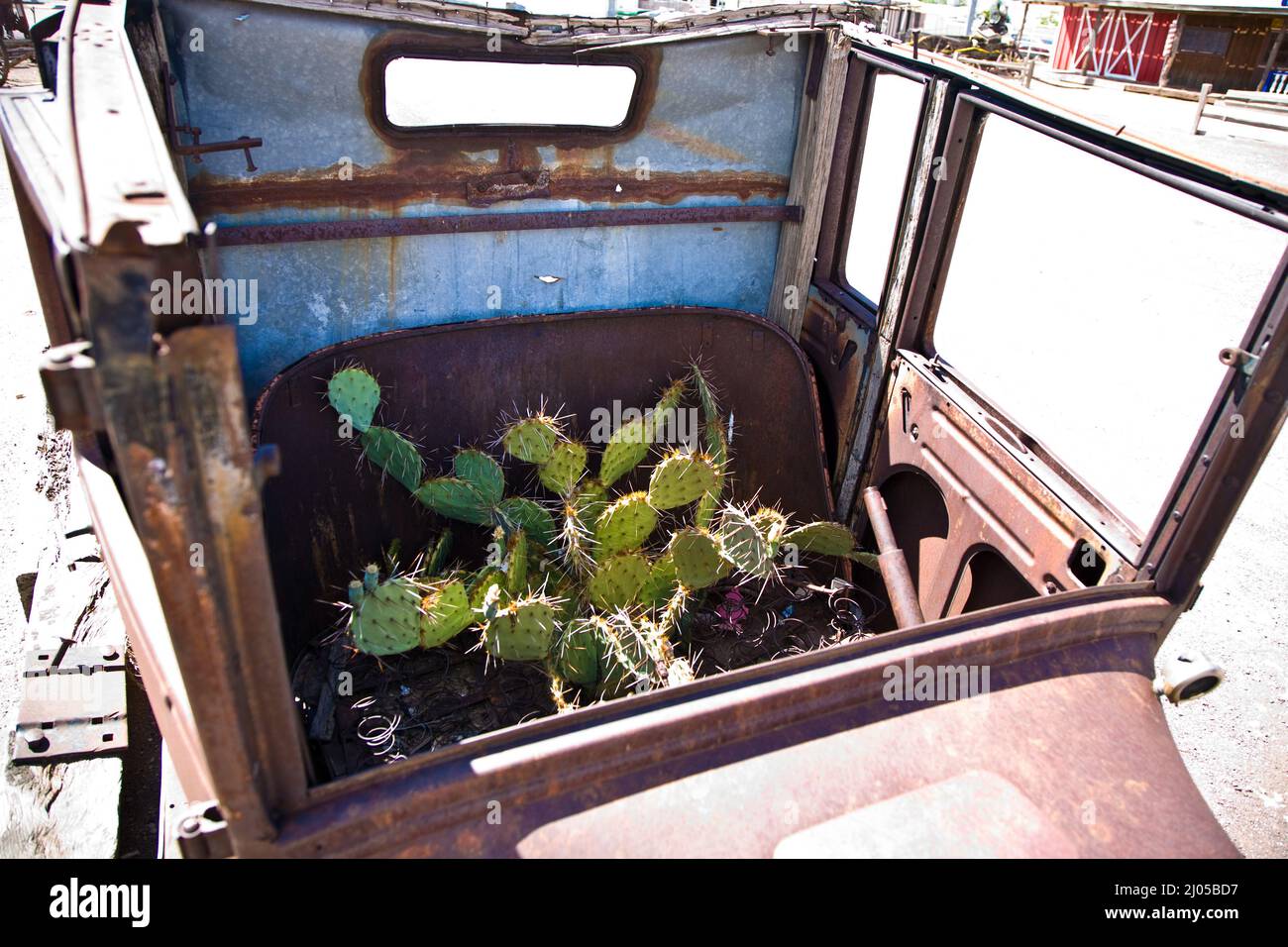 old rotten car with plants inside at historic Route 66 Stock Photo - Alamy