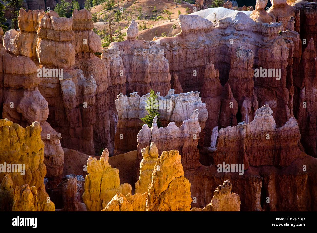Bryce Canyon hoodoos in the first rays of sun, Utah Stock Photo - Alamy