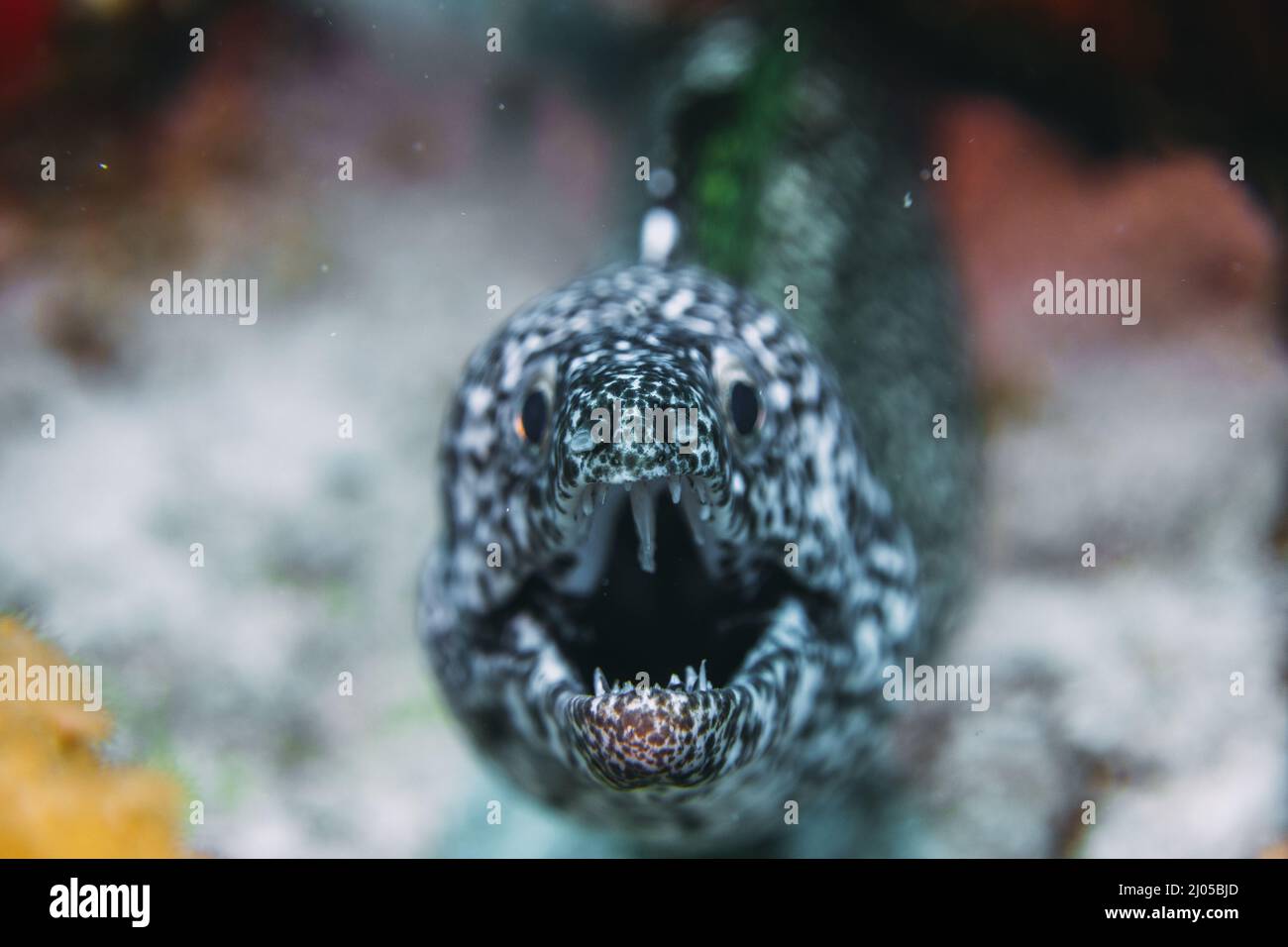 spotted moray eel close up whit the mouth open Stock Photo - Alamy