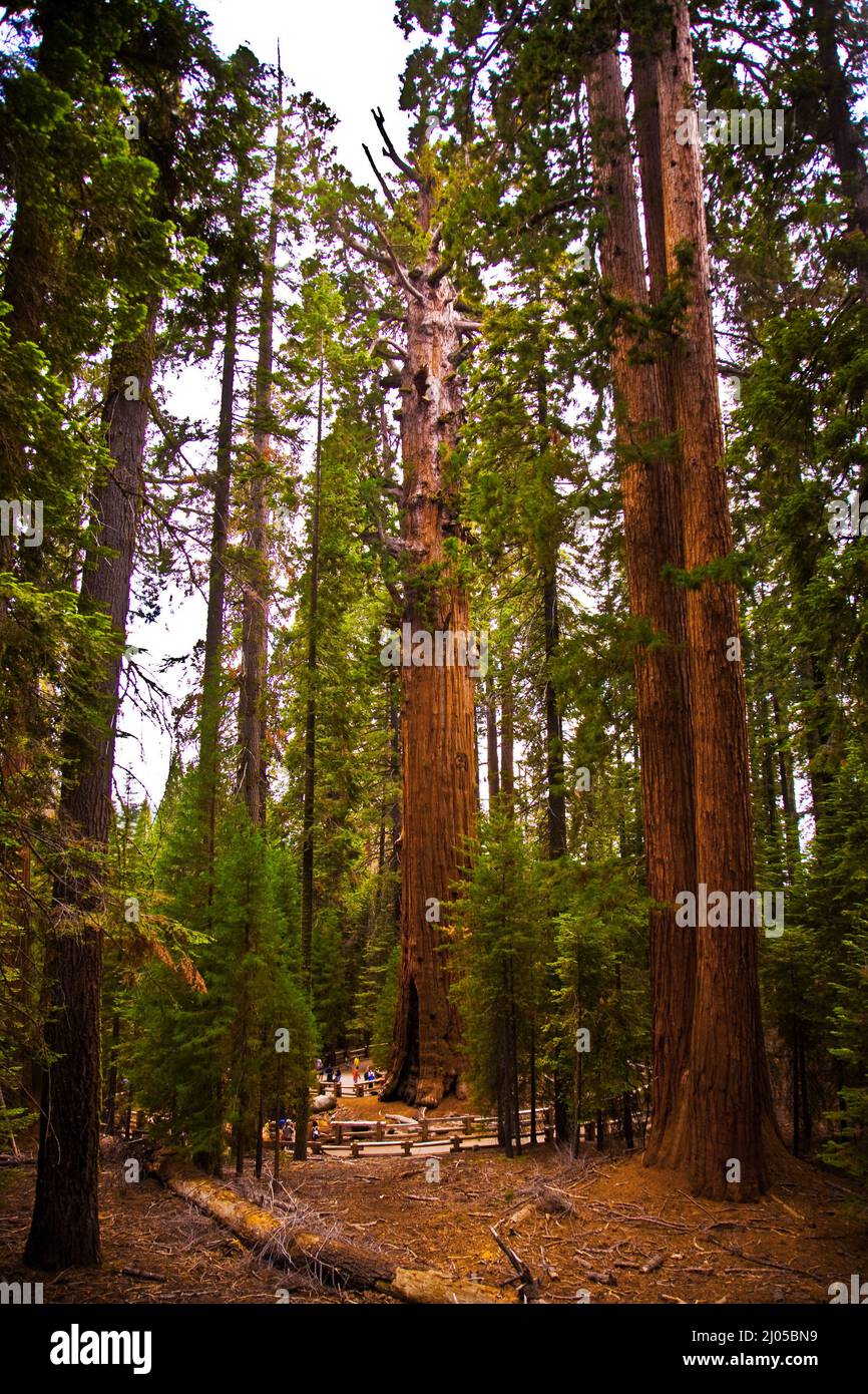 tall and big sequoias in beautiful sequoia national park Stock Photo ...