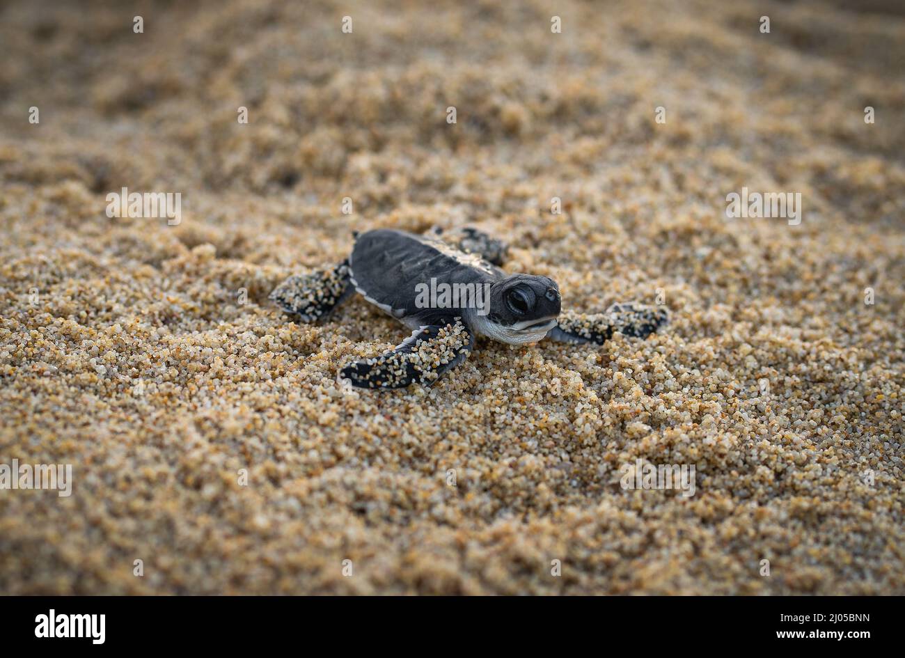 Closeup of a cute small sea turtle crawling on the sandy beach with ...