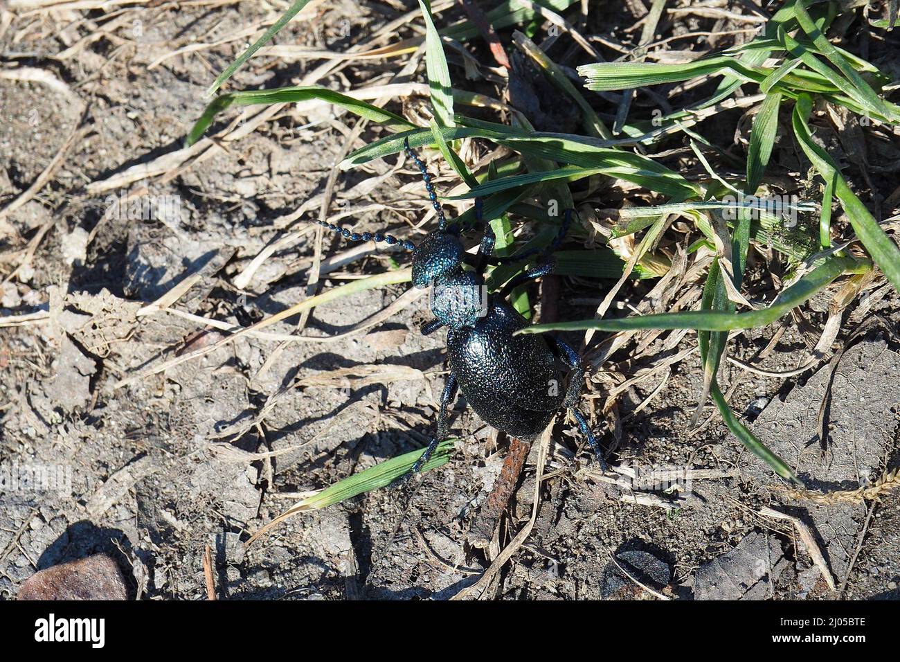Meloe enfle boeuf hi-res stock photography and images - Alamy