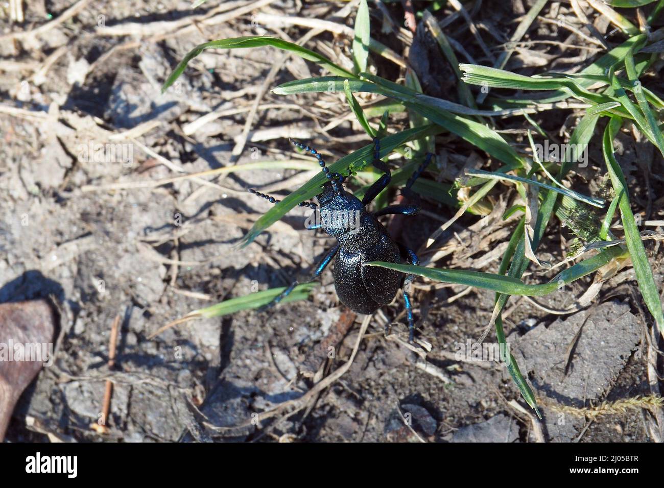 Meloe enfle boeuf hi-res stock photography and images - Alamy