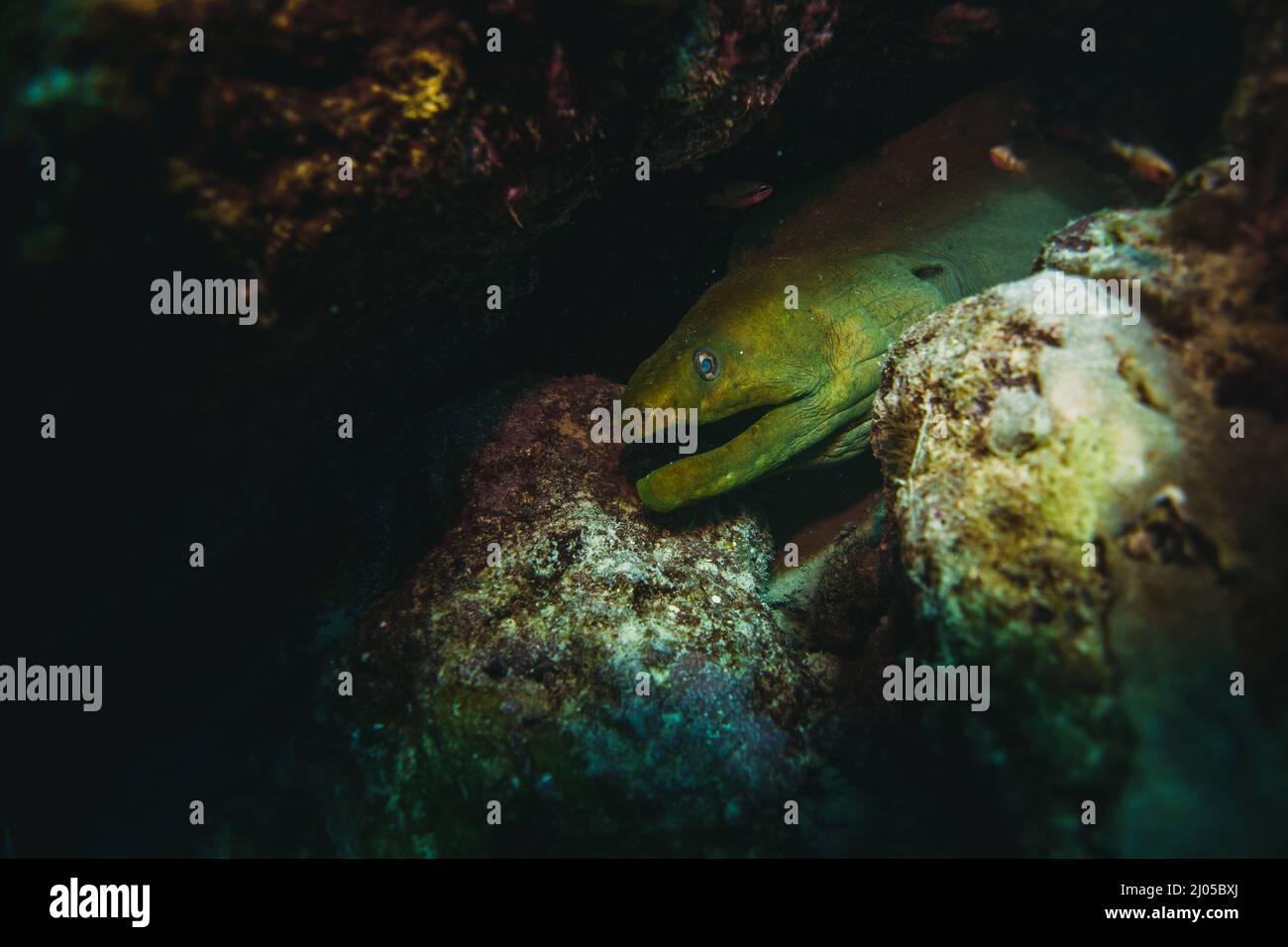 giant moray eel hidding in a coral reef cave Stock Photo - Alamy