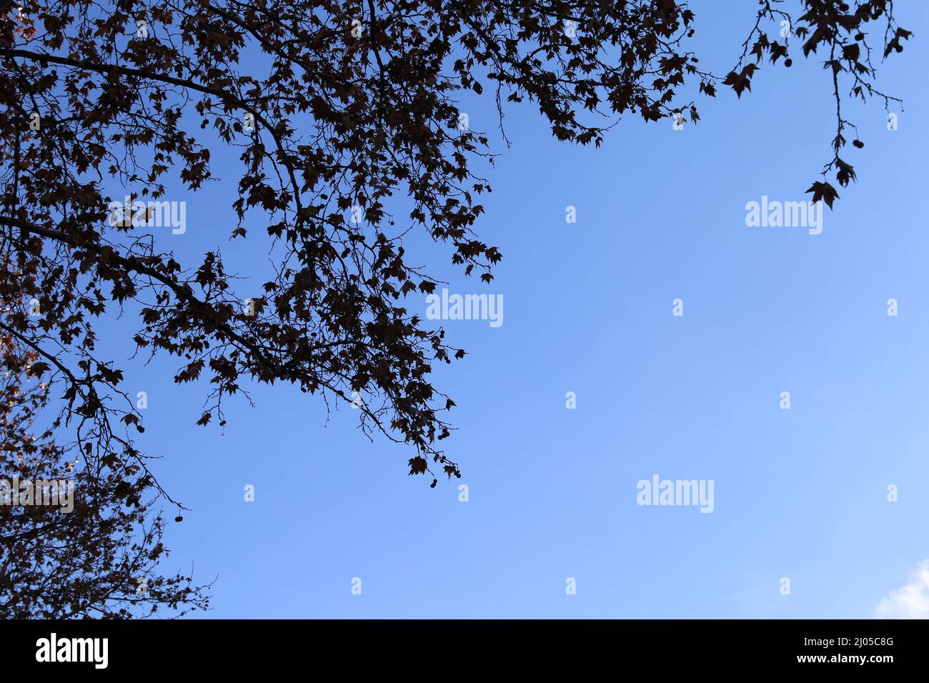 Nature Landscape Park Trees Birds Background Stock Photo - Alamy