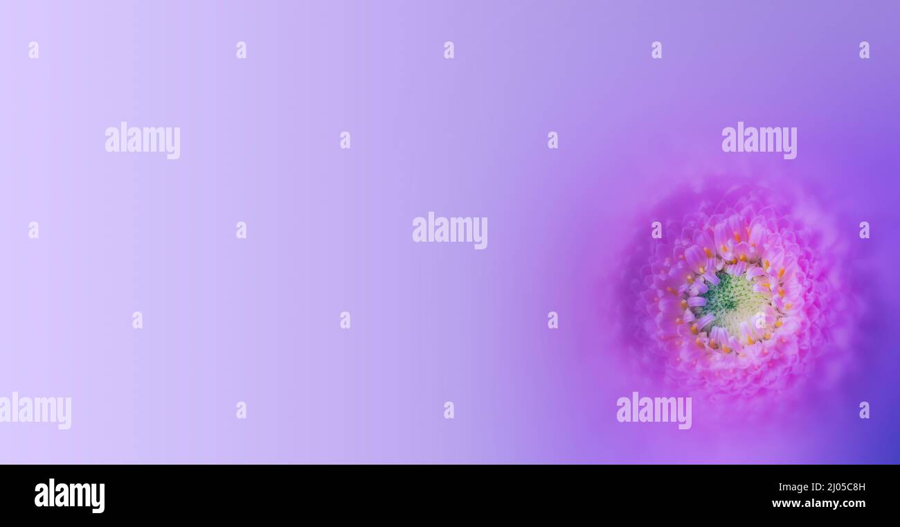 Beautiful coral painted flowers in soft style on light coral background ...