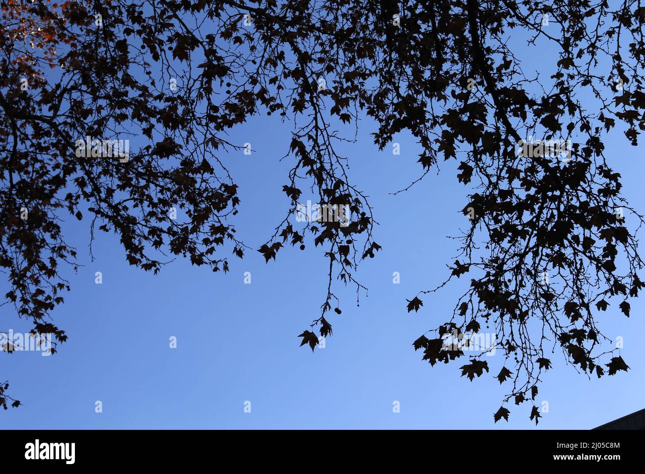 Nature Landscape Park Trees Birds Background Stock Photo - Alamy