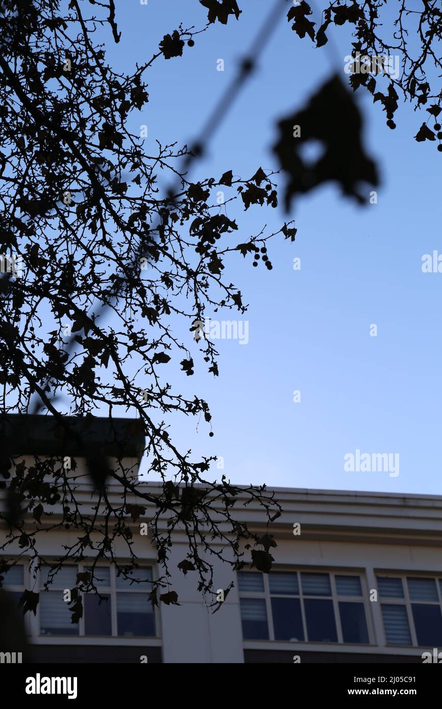 Nature Landscape Park Trees Birds Background Stock Photo - Alamy